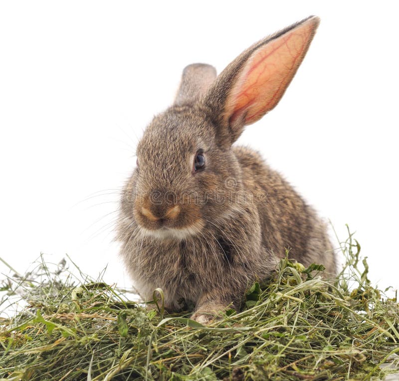 Rabbit on a hay stock photo. Image of rabbit, straw, clean - 15181276