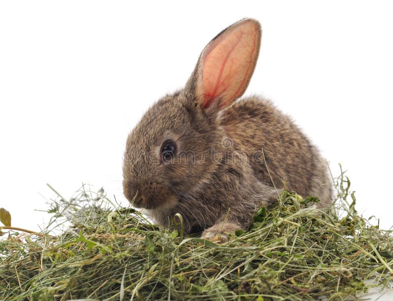 639 Rabbit Eating Hay Photos - Free & Royalty-Free Stock Photos from ...