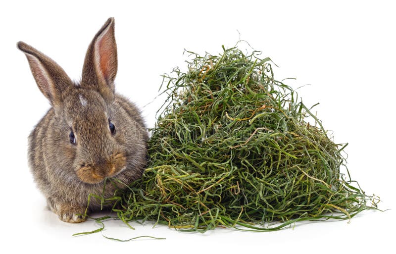 Brown rabbit on hay stock photo. Image of rabbit, mammal - 183884486