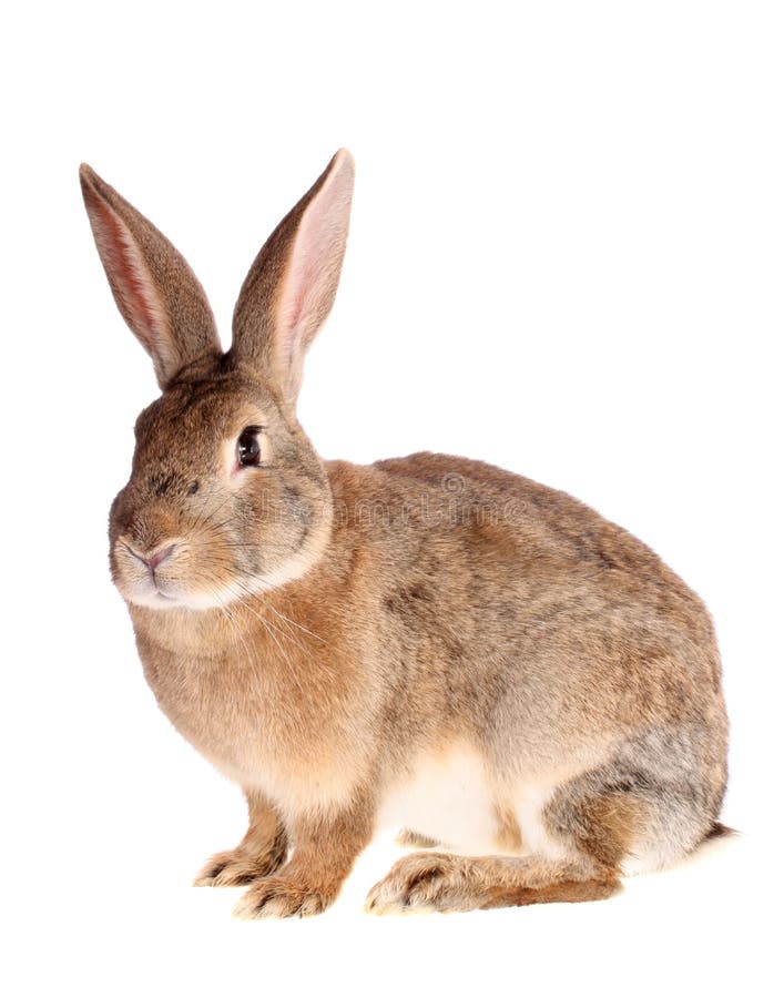Brown rabbit, isolated. stock photo. Image of hare, pupil - 13042232