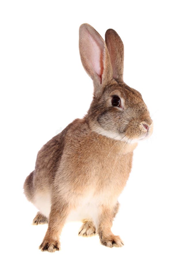Brown Rabbit stock photo. Image of wildlife, ears, easter - 10332086