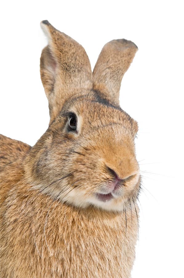 Brown rabbit isolated stock image. Image of easter, field - 15533391
