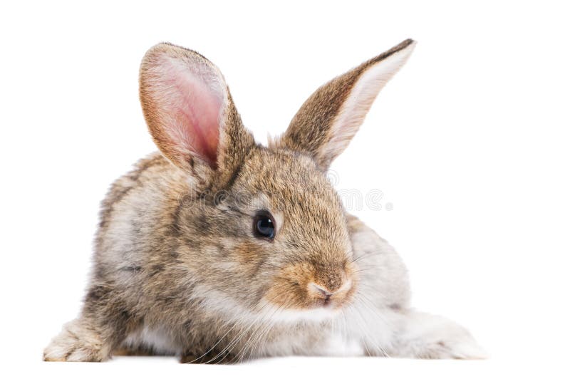 Brown rabbit isolated stock image. Image of funny, farming - 16950565