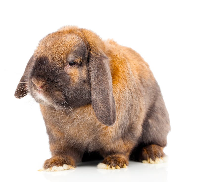Brown rabbit. stock photo. Image of sweet, bunny, small - 74479272