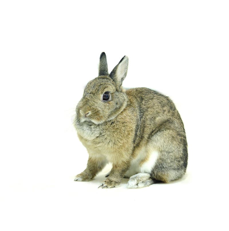 English Spot Rabbit Stand Up and Isolated on White Stock Photo - Image ...