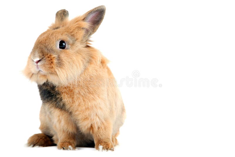 Brown rabbit stock image. Image of studio, hair, creature - 134048177