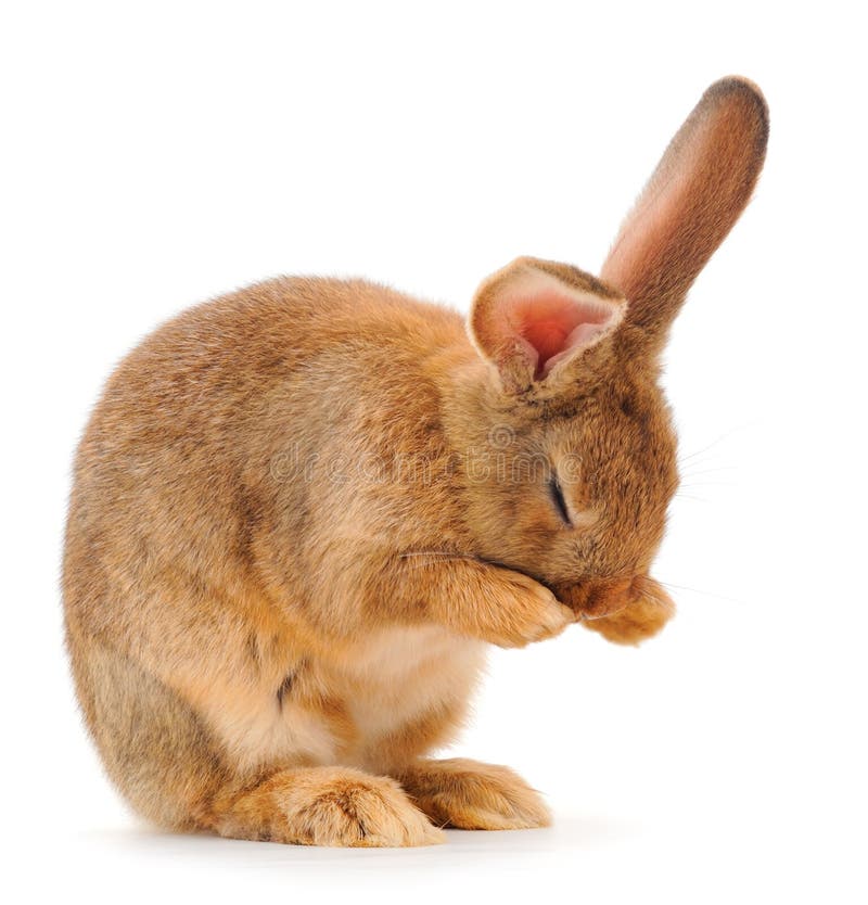 Brown rabbit isolated stock photo. Image of nature, view - 191205720
