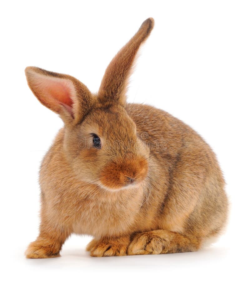 Brown rabbit isolated stock photo. Image of nature, view - 191205720