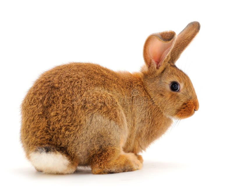 Brown rabbit isolated stock image. Image of rabbit, fluffy - 272466705