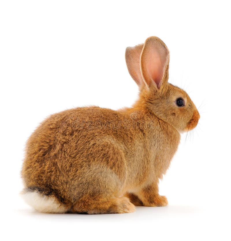 Brown rabbit isolated stock photo. Image of nature, view - 191205720