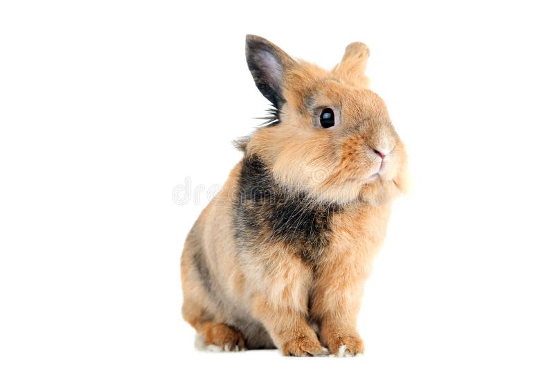 Brown rabbit stock image. Image of studio, hair, creature - 134048177