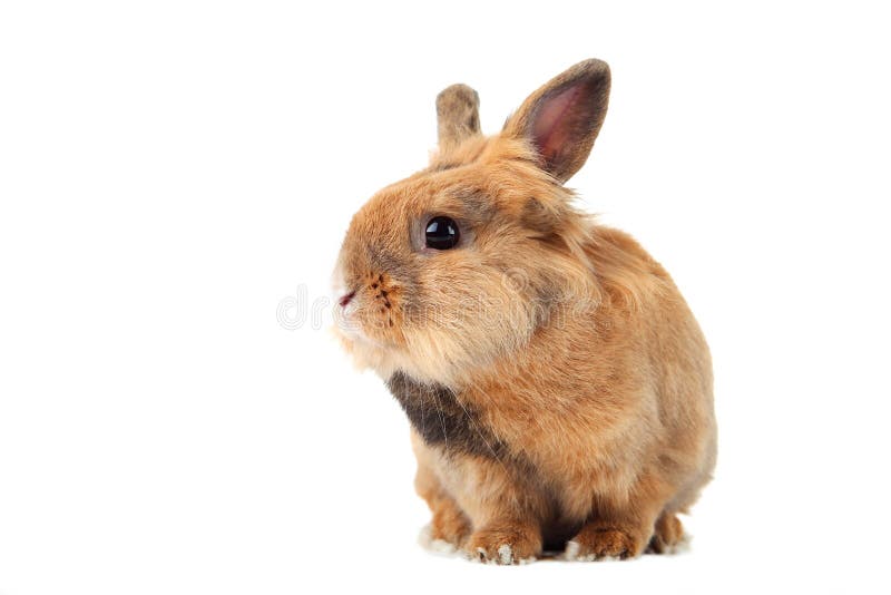 Brown rabbit stock image. Image of studio, hair, creature - 134048177