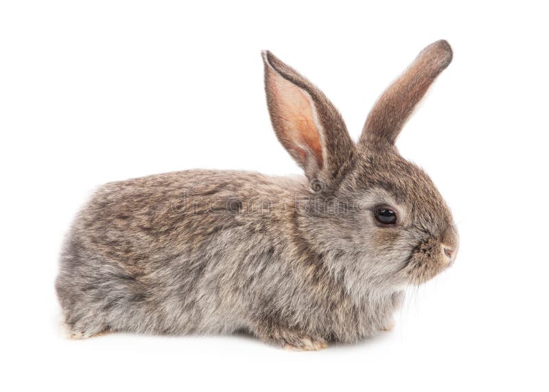 Brown Rabbit Isolated on a White Background Stock Image - Image of ...