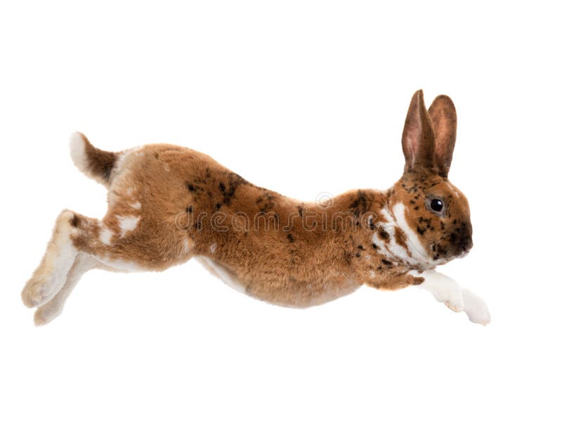 Bunny Rabbits Jumping