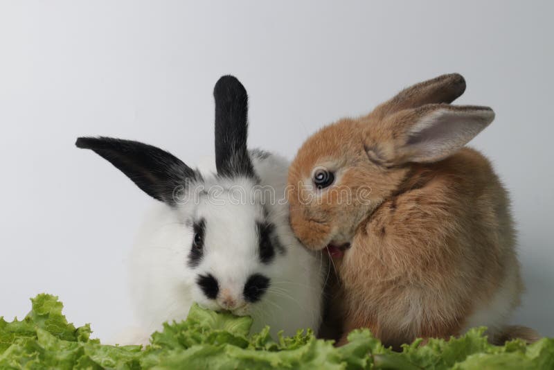 Duo Rabbit on White Background Stock Image - Image of fluffy, rabbit ...