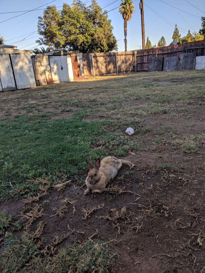Brown Rabbit Laying in Cool Mud Stock Photo - Image of fence ...