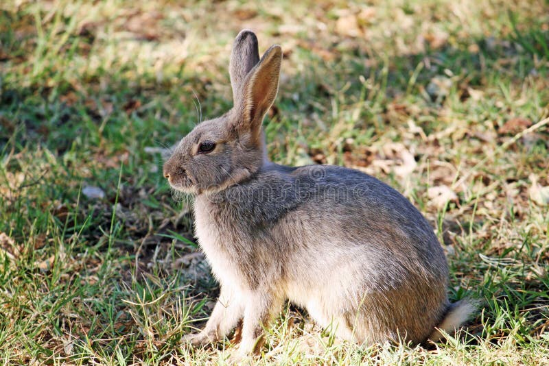 Brown Rabbit with Long Ears Stock Image - Image of speed, fugitive ...