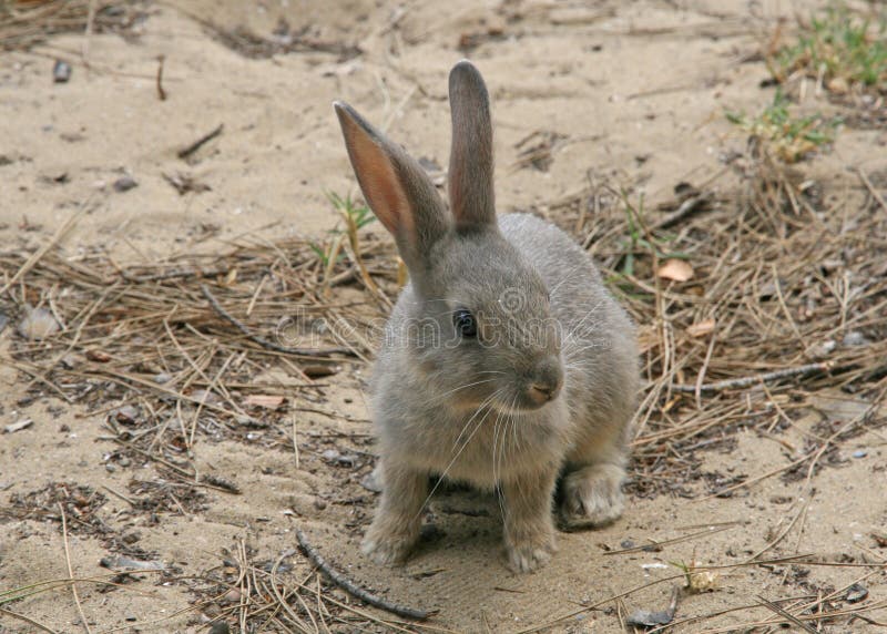 Brown Rabbit with Long Ears Stock Image - Image of lawn, puppy: 24322095