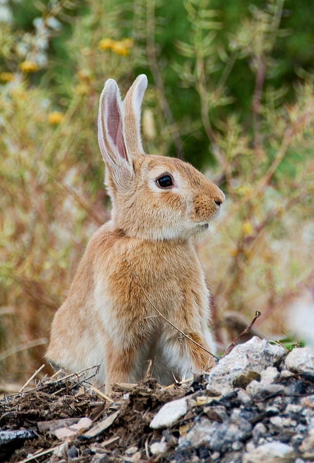 163 Brown Rabbit Lying Down Photos - Free & Royalty-Free Stock Photos ...