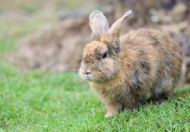 Brown Rabbit Lying on the Green Grass Stock Image - Image of farm ...