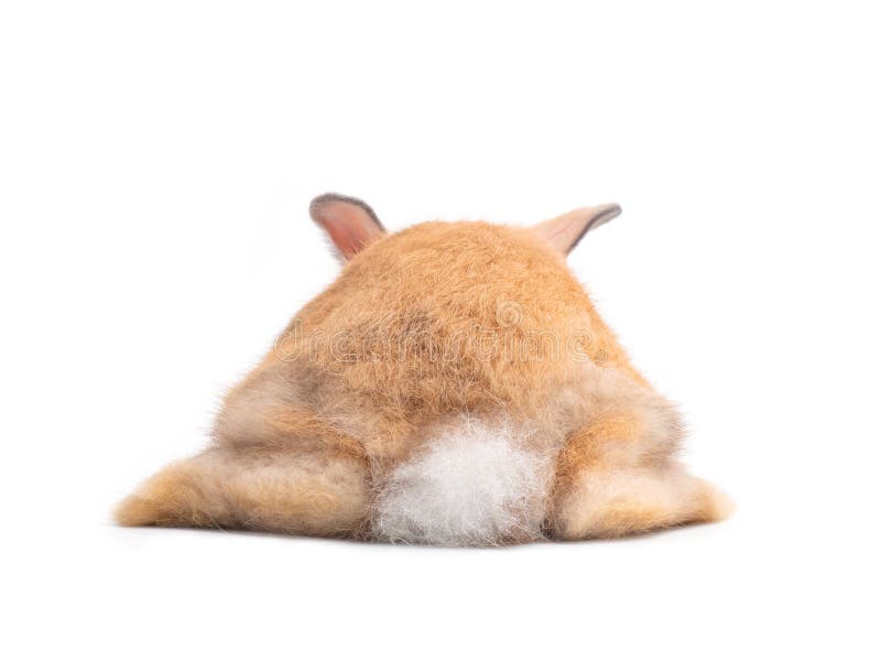 Back View Of A Cute Brown Little Rabbit Stock Photo - Image of whiskers ...