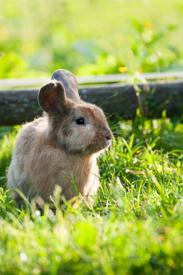 Dwarf rabbit stock photo. Image of meadow, space, adorable - 40289766