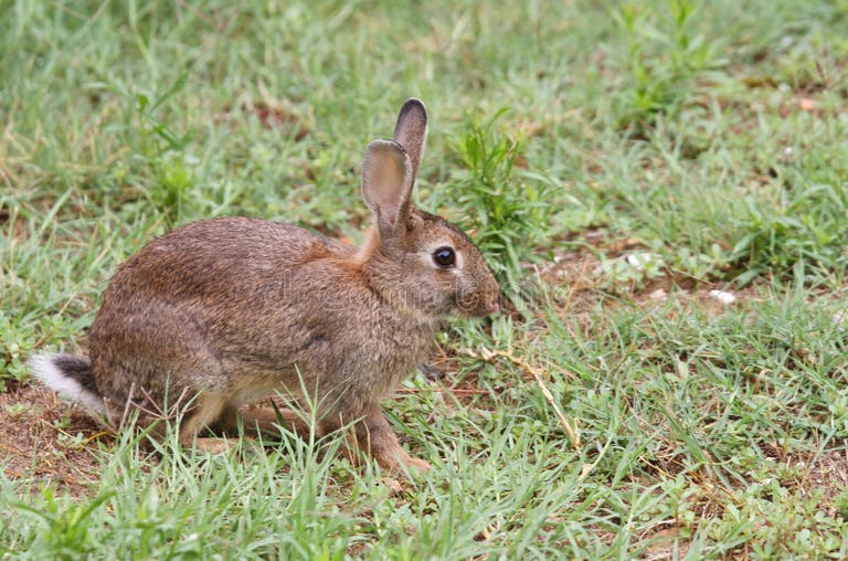 Brown Rabbit in the Middle of the Prairie Stock Image - Image of animal ...