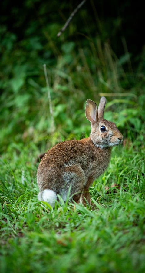 Brown Rabbit in a Natural Habitat Surrounded by Lush Vegetation Stock ...