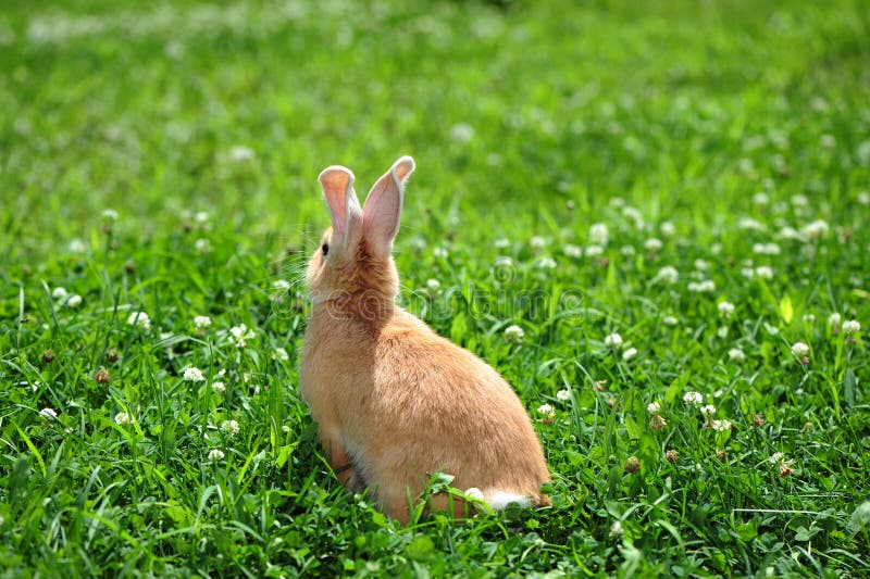 Brown rabbit stock photo. Image of cute, orange, daisies - 32855412