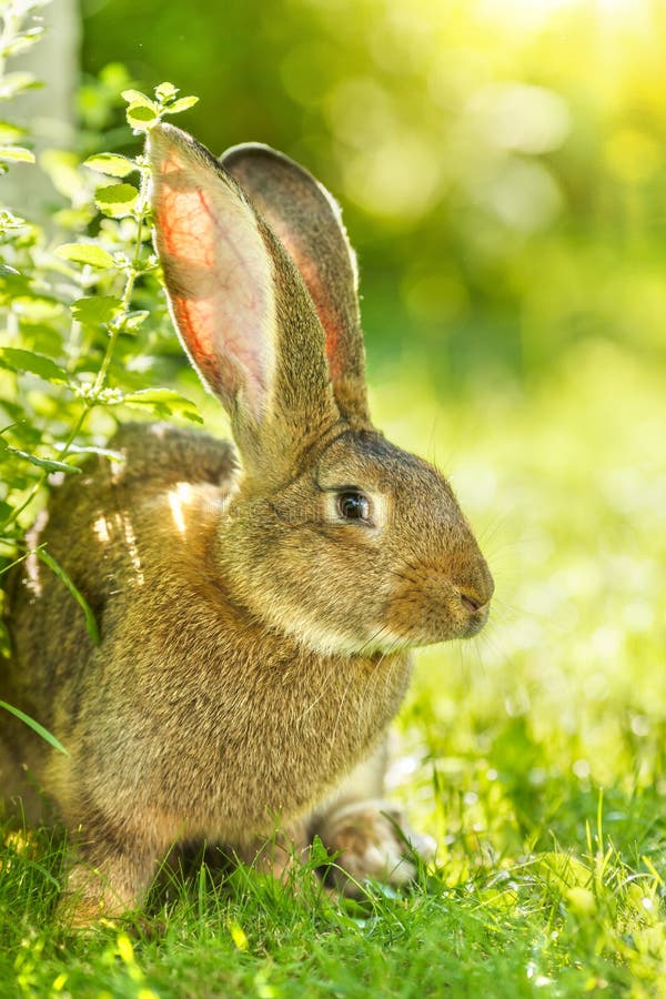 1,588 Bush Rabbit Stock Photos - Free & Royalty-Free Stock Photos from ...