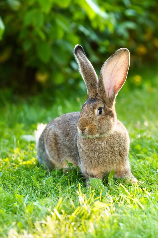 1,539 Bush Rabbit Stock Photos - Free & Royalty-Free Stock Photos from ...