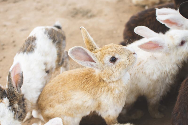 Brown Rabbit Netherland Dwarf Sitting Stock Photo - Image of domestic ...