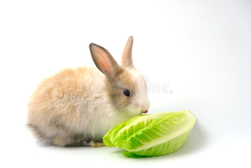 A Brown Rabbit with One Ear Lying on a White Background Stock Image ...
