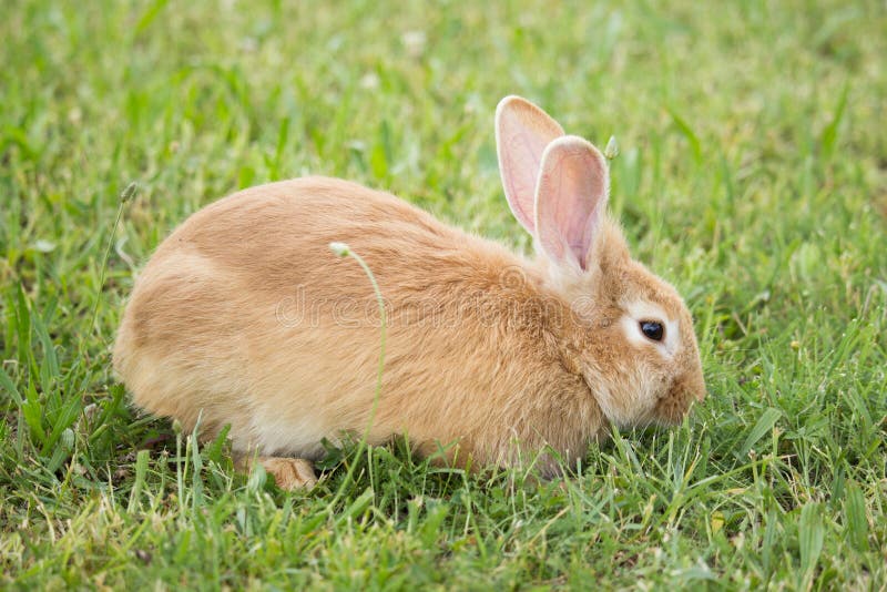 Brown Rabbit stock photo. Image of background, design - 96624026