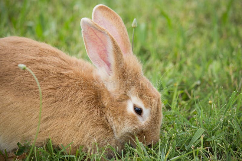 Brown Rabbit stock photo. Image of furry, fauna, field - 96625300