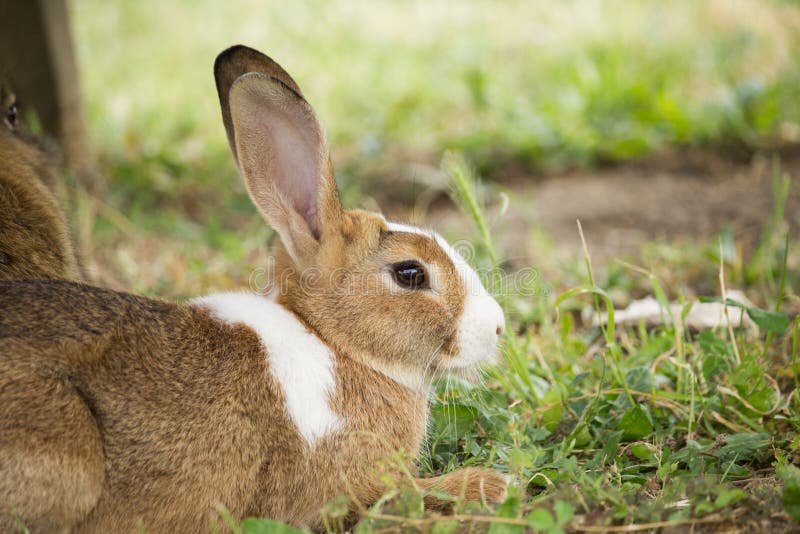 Brown Rabbit stock photo. Image of cute, ears, field - 96737476