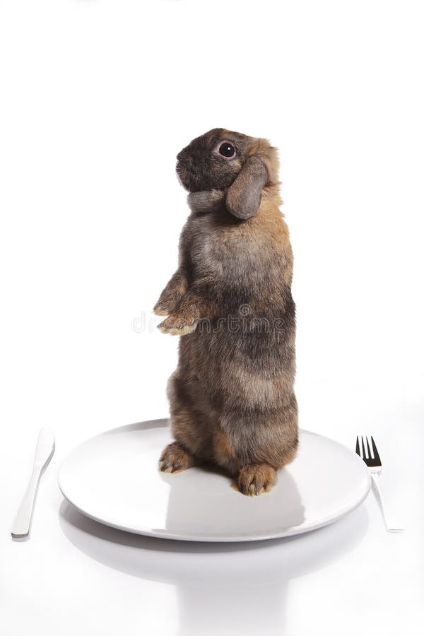 Rabbit in a plate stock photo. Image of dinner, fluffy - 23538438