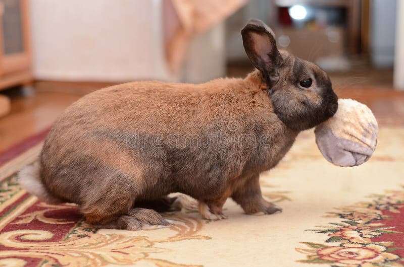 The Brown Rabbit is Playing with a Ball Stock Image - Image of dwarf ...