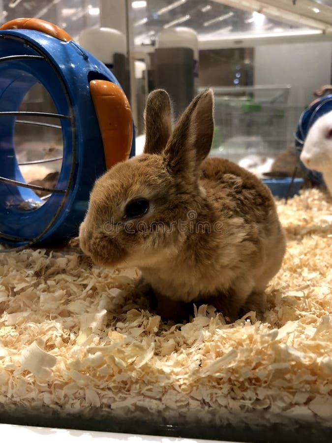A Brown Rabbit is Playing in a Cage Stock Image - Image of animal ...