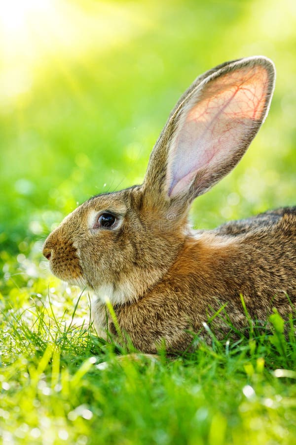 Brown rabbit portrait stock photo. Image of rodent, domestic - 46203374