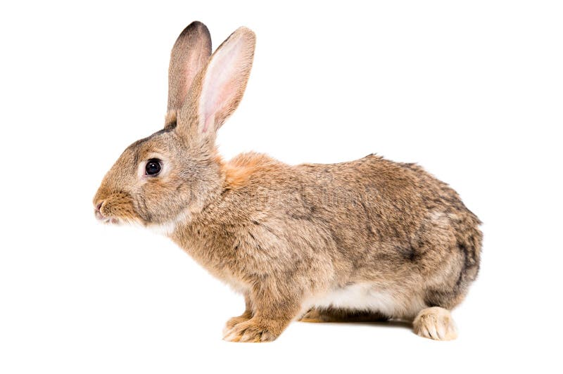 Brown Rabbit with Long Ears Stock Image - Image of lawn, puppy: 24322095
