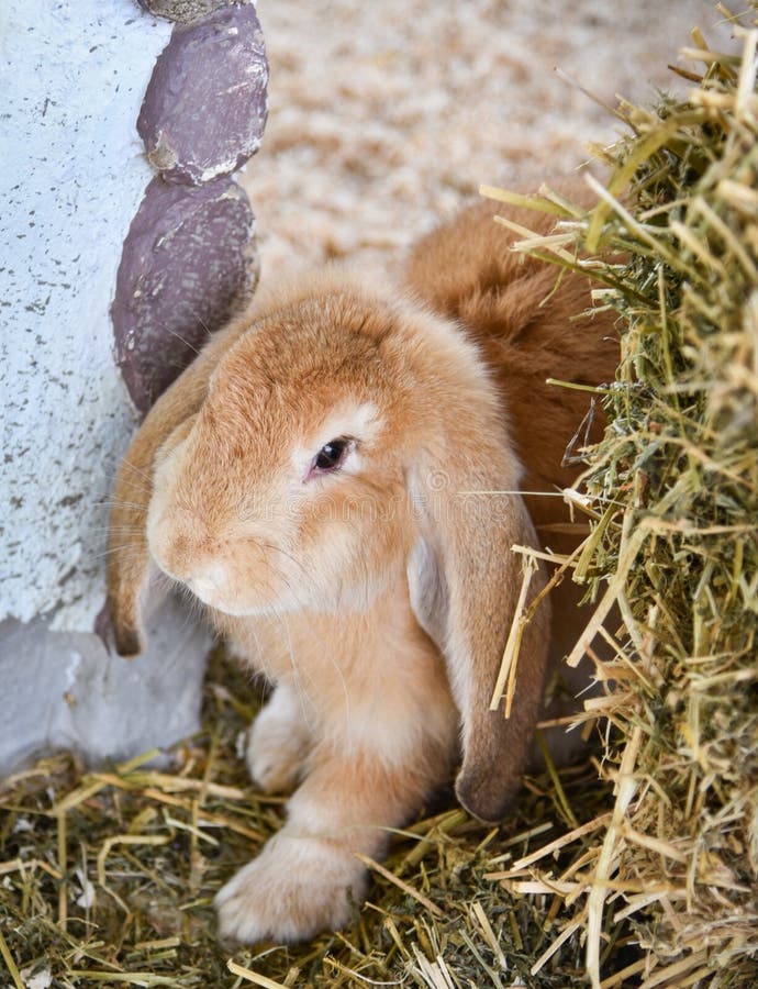 Rabbit farm stock photo. Image of farm, easter, hare - 140200870