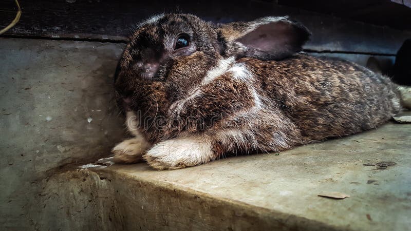 Relax rabbit stock image. Image of cute, rabbit, domestic - 33297473