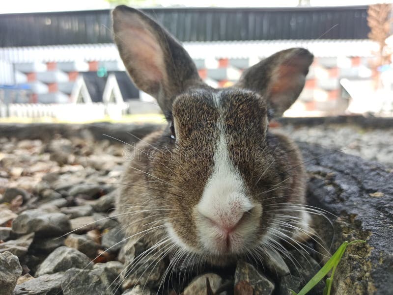 Brown Rabbit Resting on Pebbles Stock Photo - Image of carnivore ...