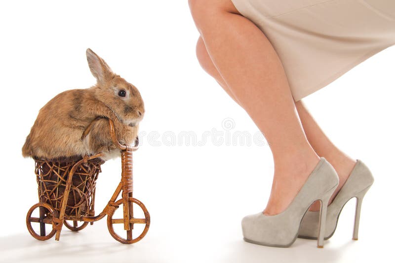 Brown rabbit riding bike stock image. Image of adorable - 26216021