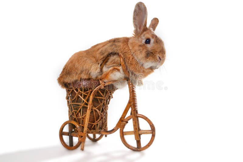 Brown rabbit riding bike stock image. Image of people - 29691931