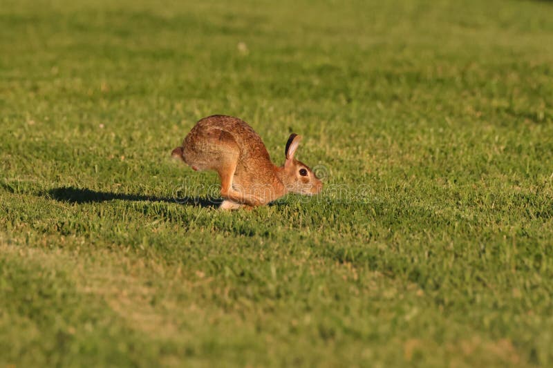 Brown Rabbit Running Across a Lush Green Field. Stock Photo - Image of ...