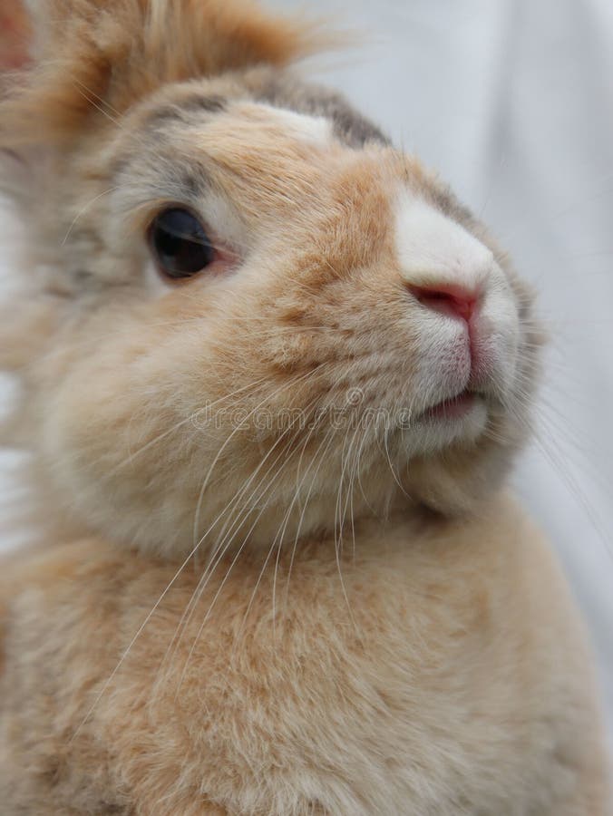 Brown Rabbit Sits with Its Head Tilted, Looking Curiously Down the Lens ...