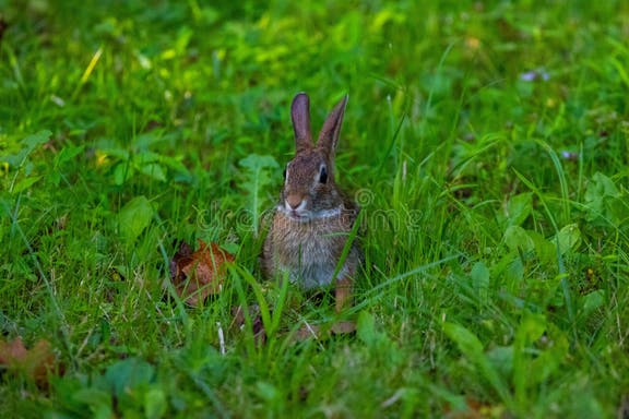 Brown Rabbit Sitting on the Grasses Stock Image - Image of summer ...