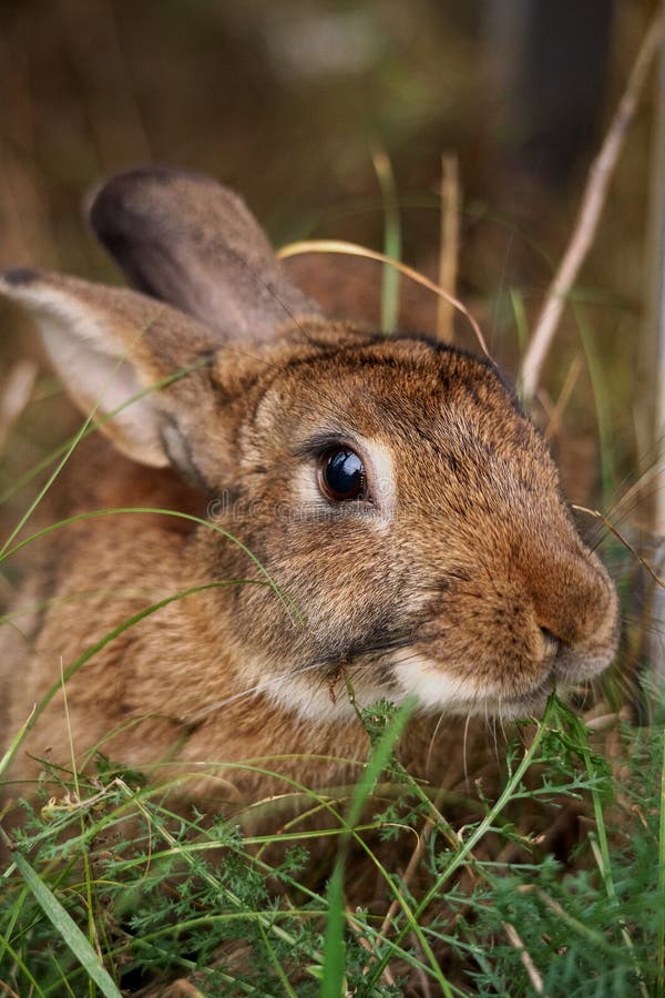 Brown Rabbit Sitting in Green Grass in Spring Close Up Stock Image ...